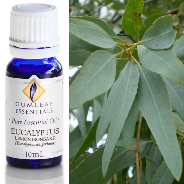 Pure Oil - Eucalyptus Lemon Ironbark - Giftware Agencies